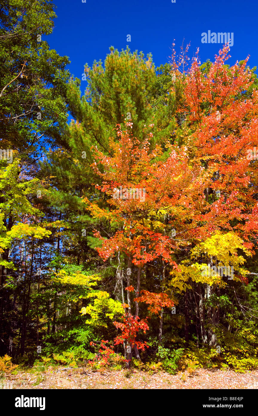 Maples trees in fall color in Conway New Hampshire USA Stock Photo - Alamy