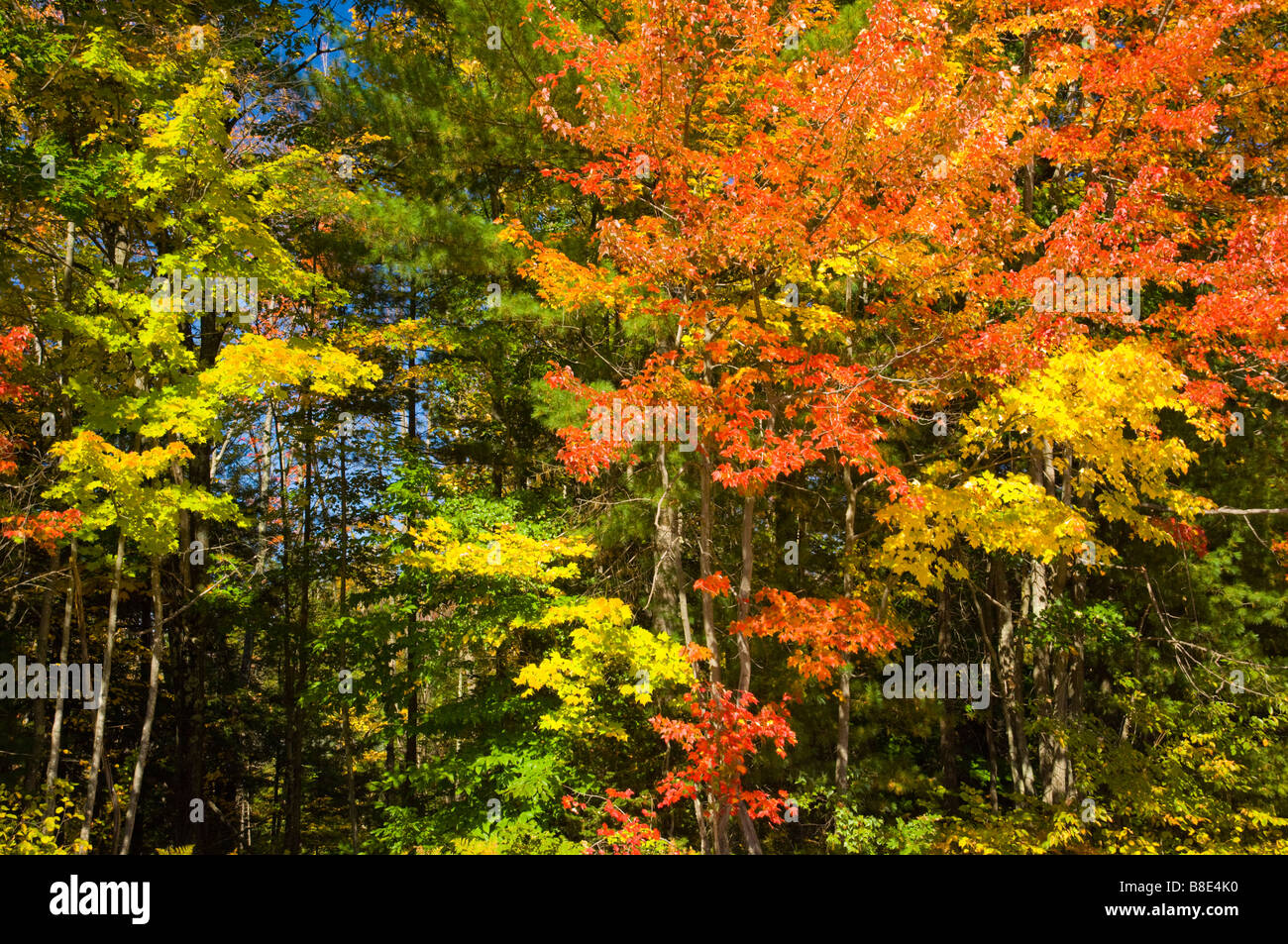 Mapel trees hi-res stock photography and images - Alamy