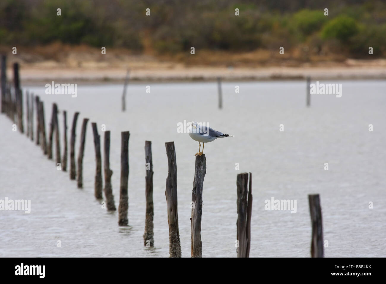 Single sea gull resting on old fence line Stock Photo - Alamy