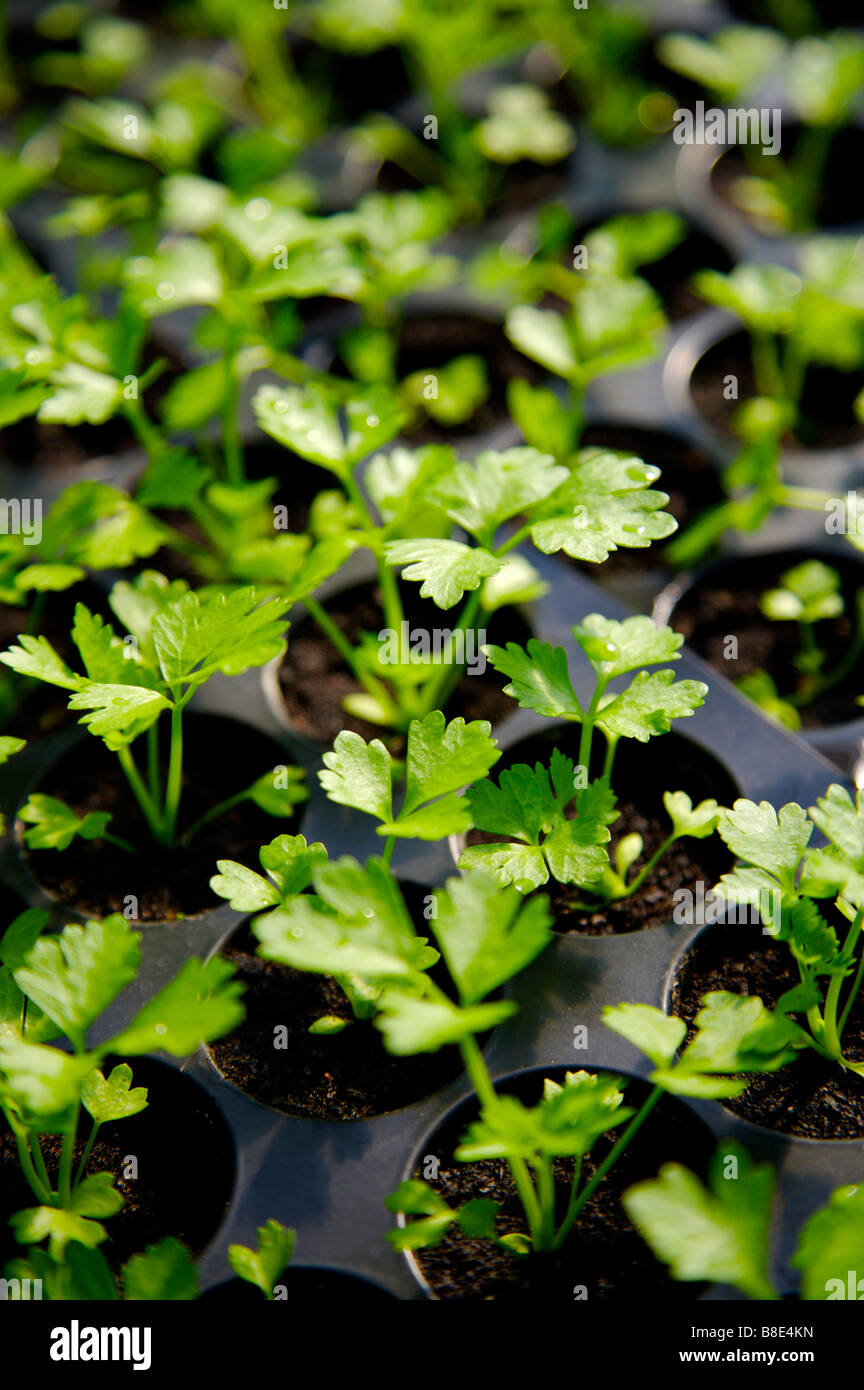 Coriander seedlings hi-res stock photography and images - Alamy