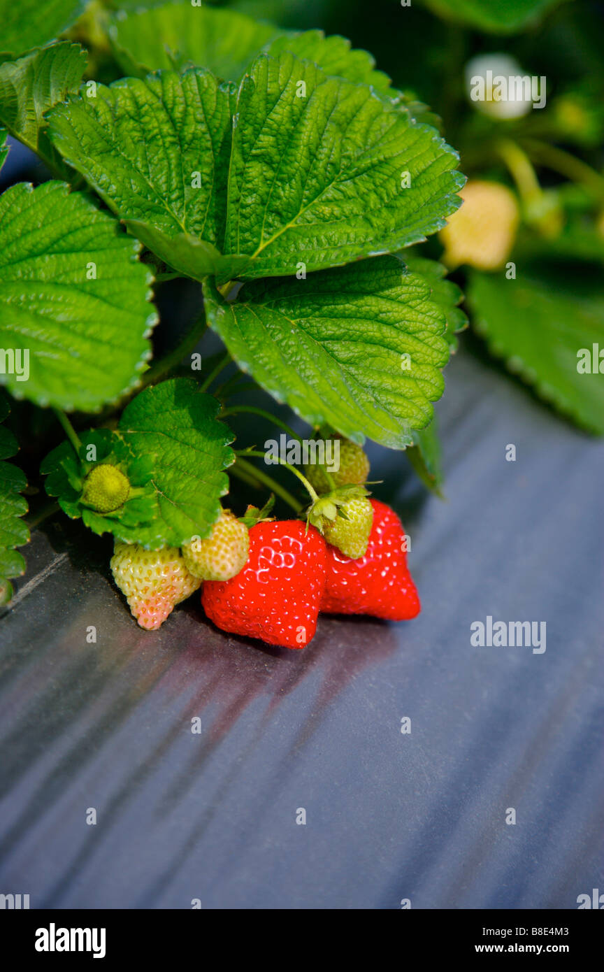 Ripe and unripe strawberry plant hi-res stock photography and images ...