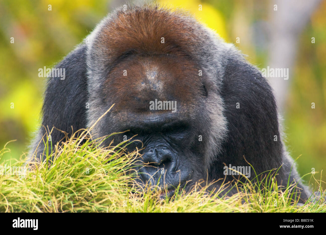 Silverback gorilla hi-res stock photography and images - Alamy