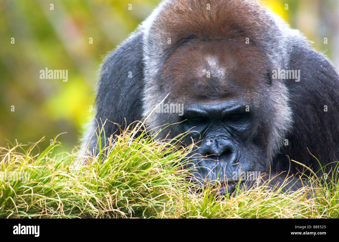 Silverback gorilla hi-res stock photography and images - Alamy