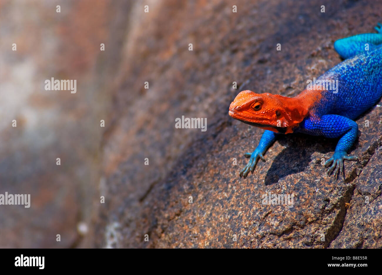 Red headed rock agama Stock Photo - Alamy