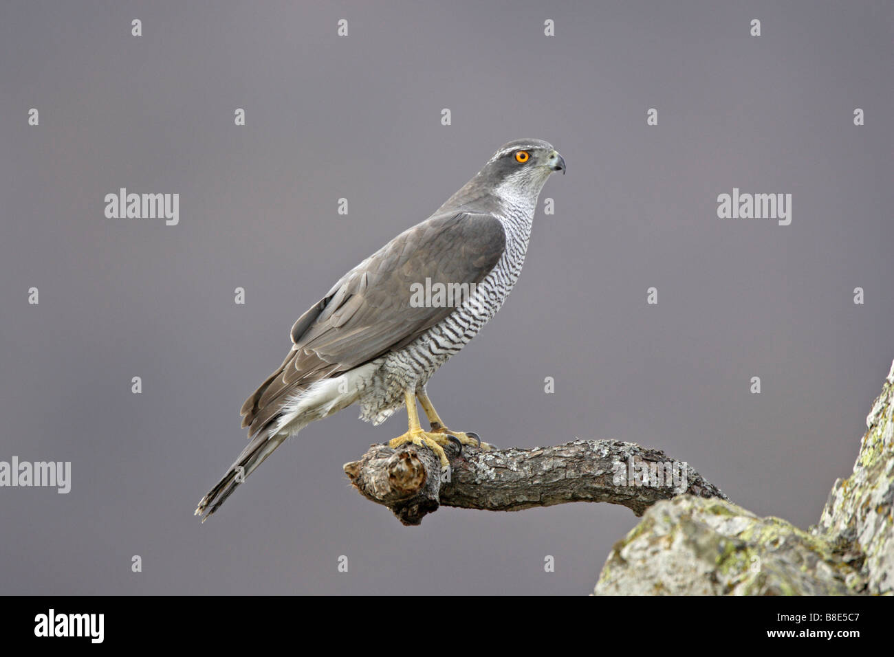 Male goshawk hi-res stock photography and images - Alamy