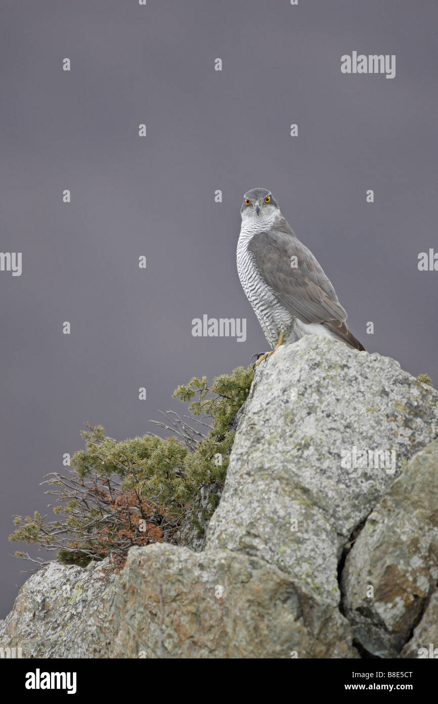 Male goshawk hi-res stock photography and images - Alamy