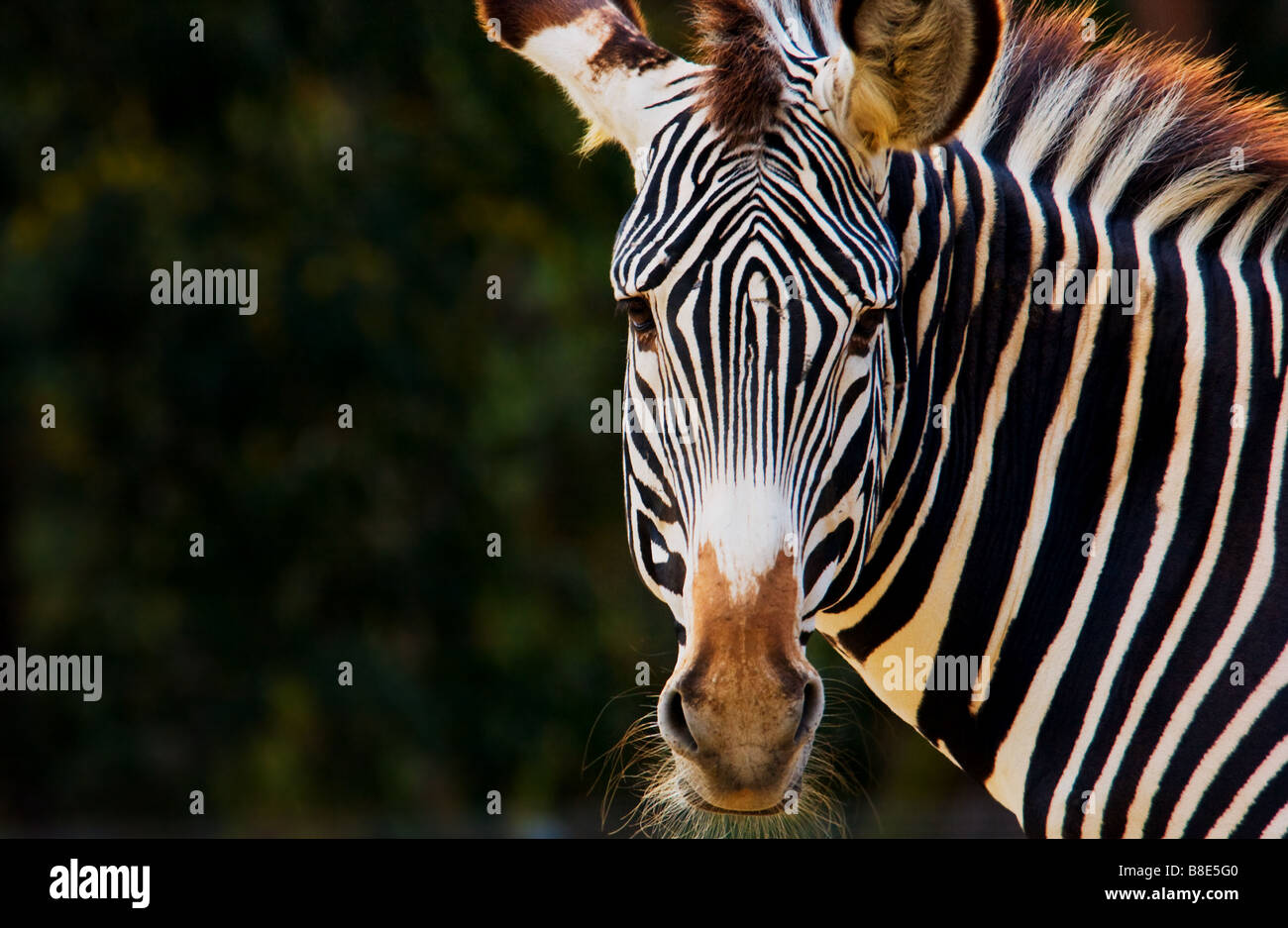 Zebra mouth hi-res stock photography and images - Alamy