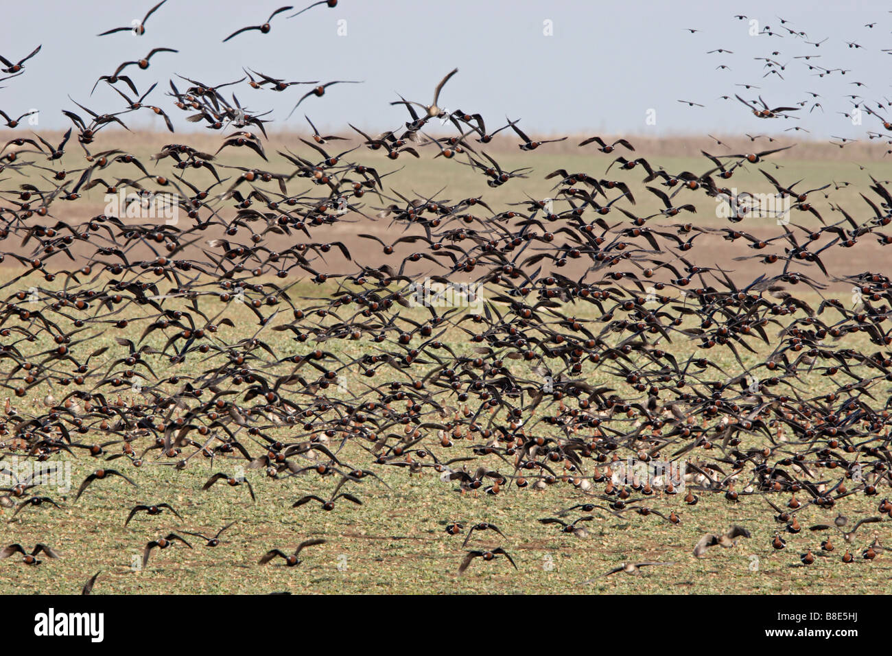 Flock of Red Breasted Geese flying Stock Photo - Alamy