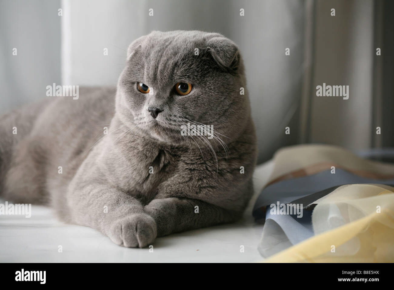 Scottish Fold cat Stock Photo - Alamy