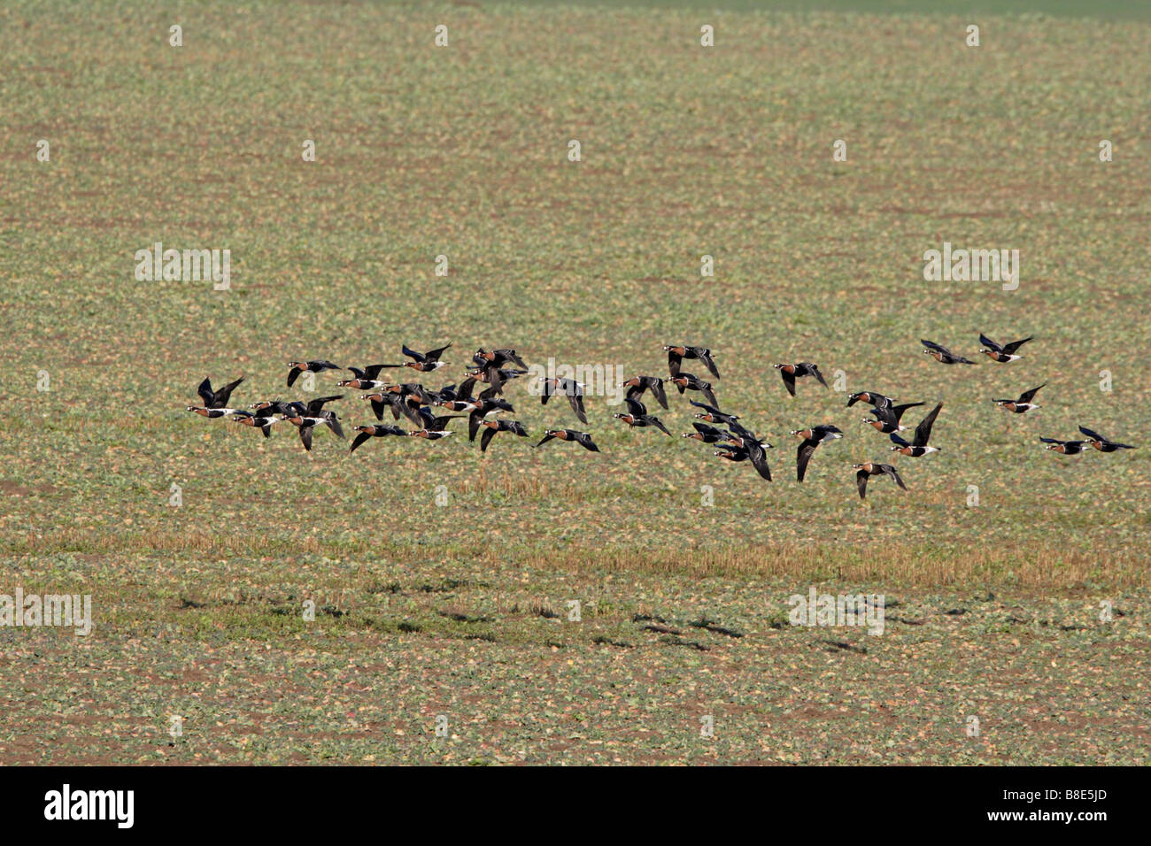 Red Breasted Geese in flight Stock Photo - Alamy