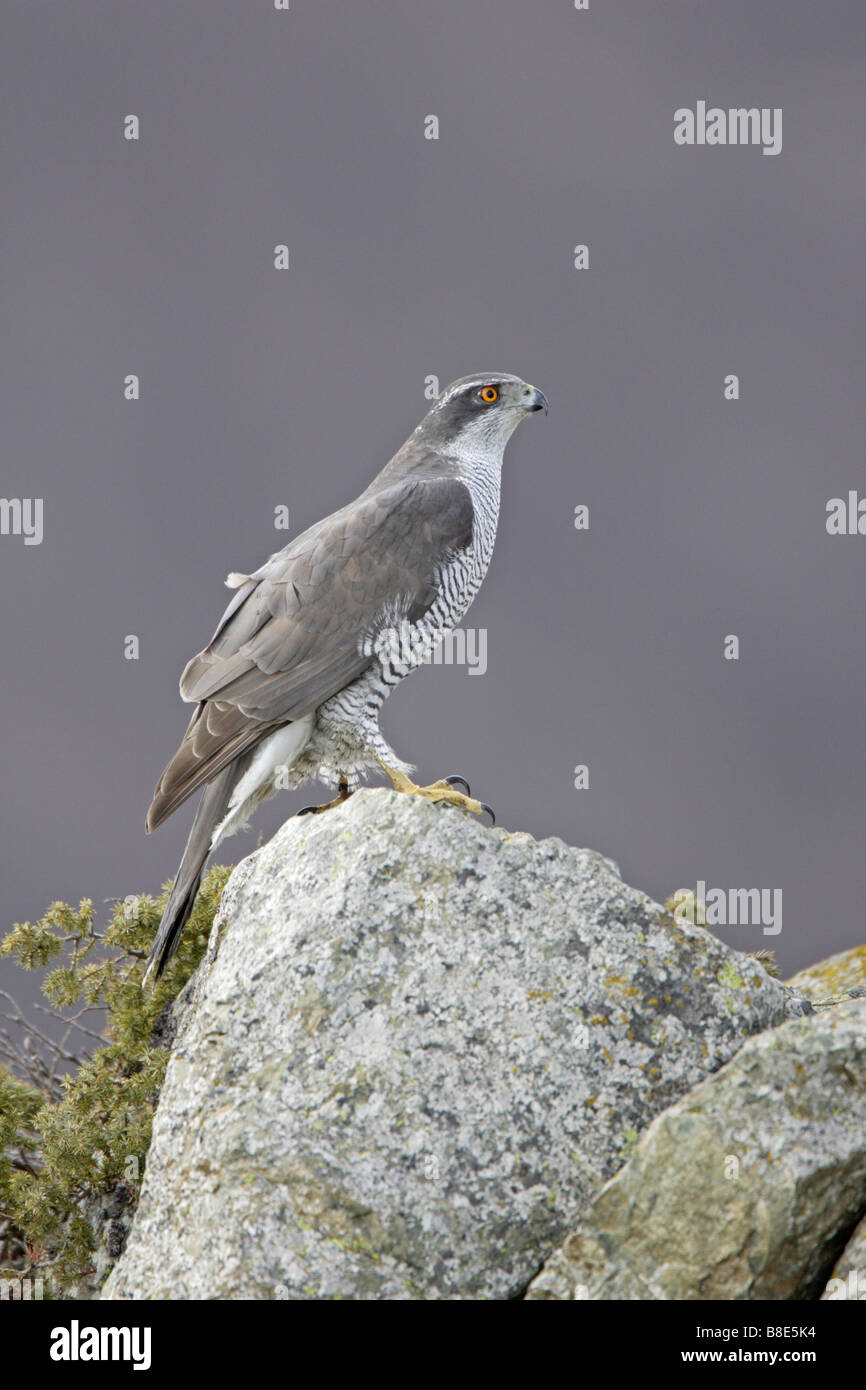 Male goshawk hi-res stock photography and images - Alamy