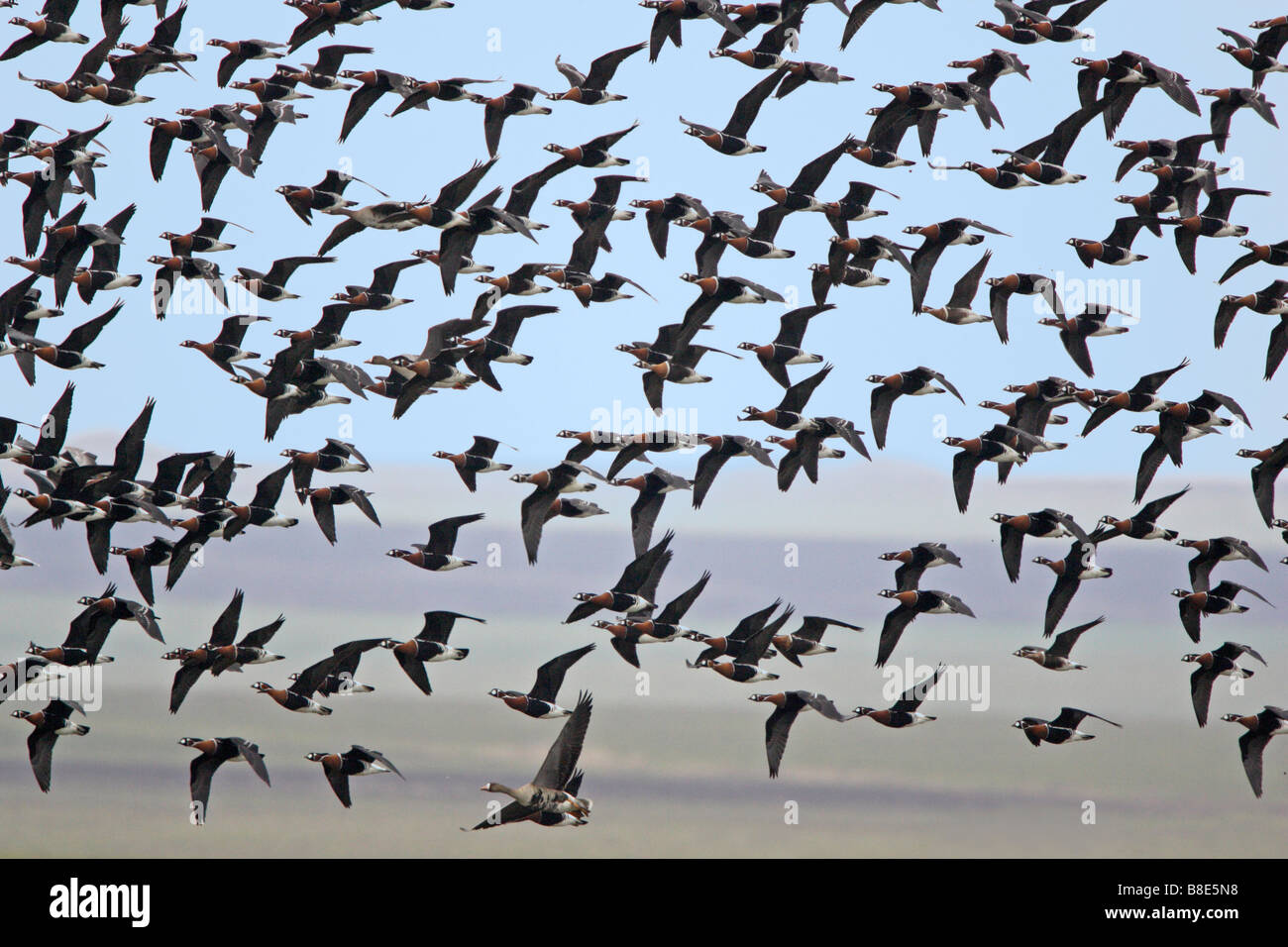 Flock of Red Breasted Geese flying Stock Photo - Alamy
