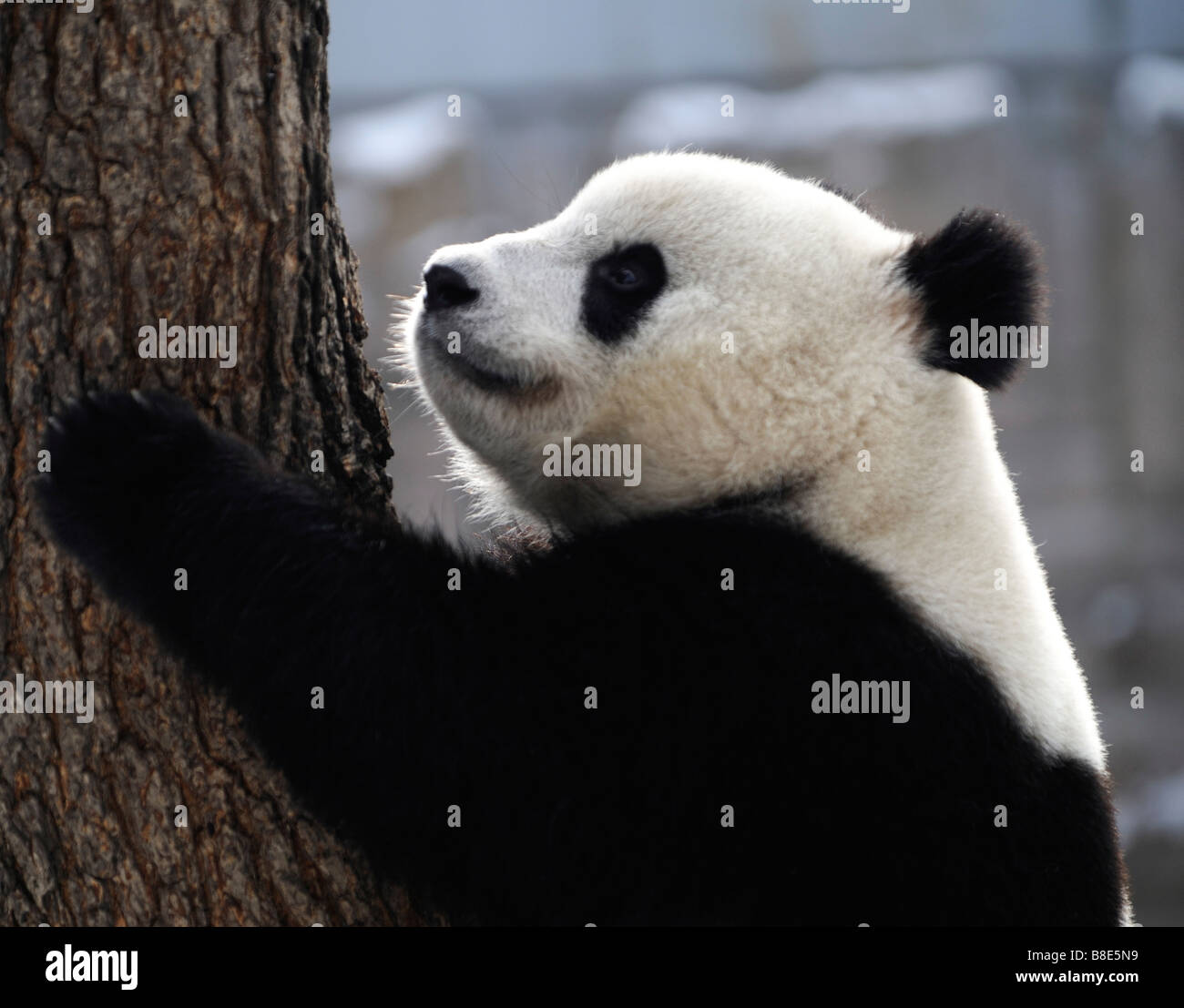 A giant panda at the Beijing Zoo. 19-Feb-2009 Stock Photo - Alamy