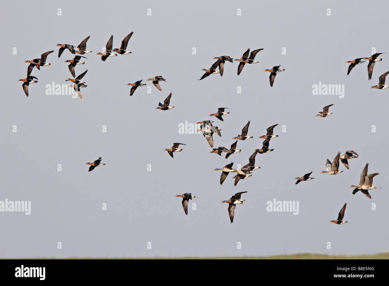 Red Breasted Geese in flight Stock Photo - Alamy