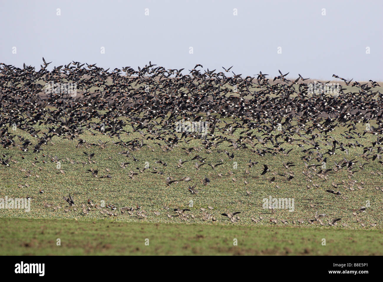 Flock of Red Breasted Geese in flight Stock Photo - Alamy