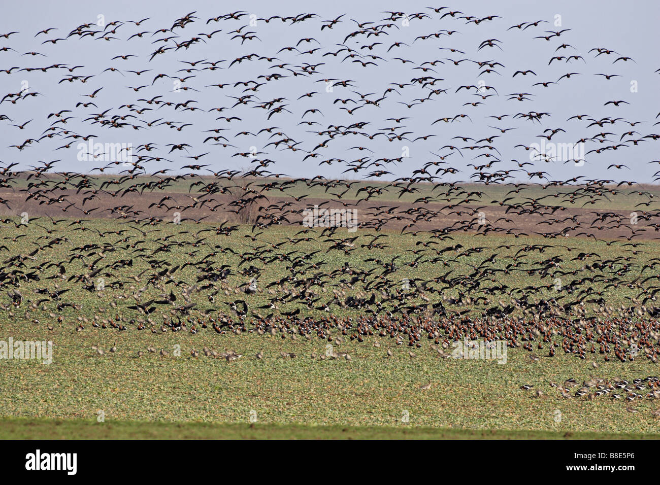 A flock of red breasted geese in flight Stock Photo - Alamy