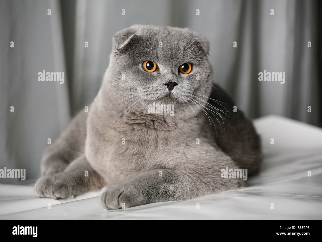 Scottish Fold cat Stock Photo - Alamy
