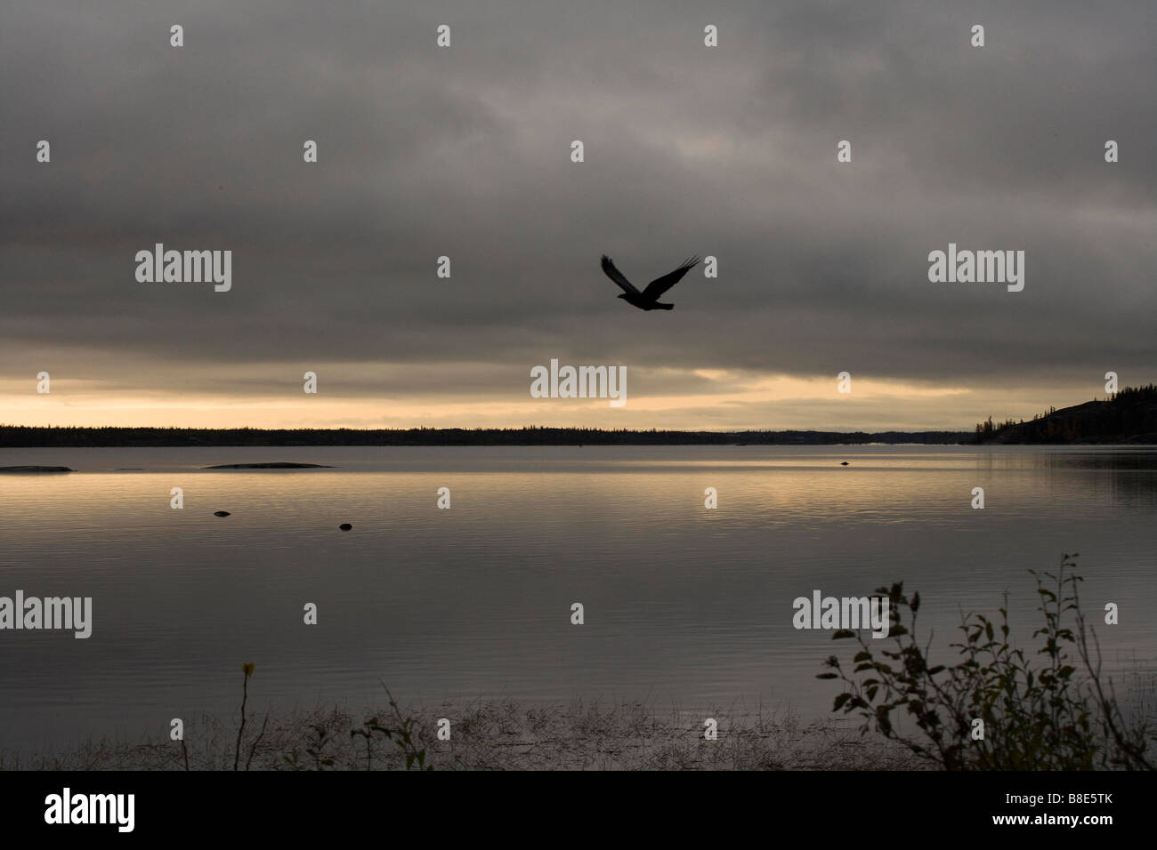 Northwest territories wildlife hi-res stock photography and images - Alamy