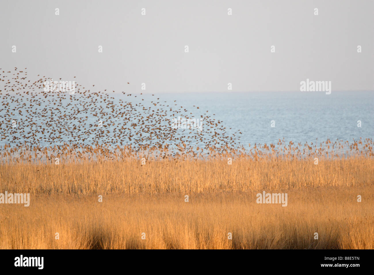 Flock of common starling flying over a marsh Stock Photo - Alamy