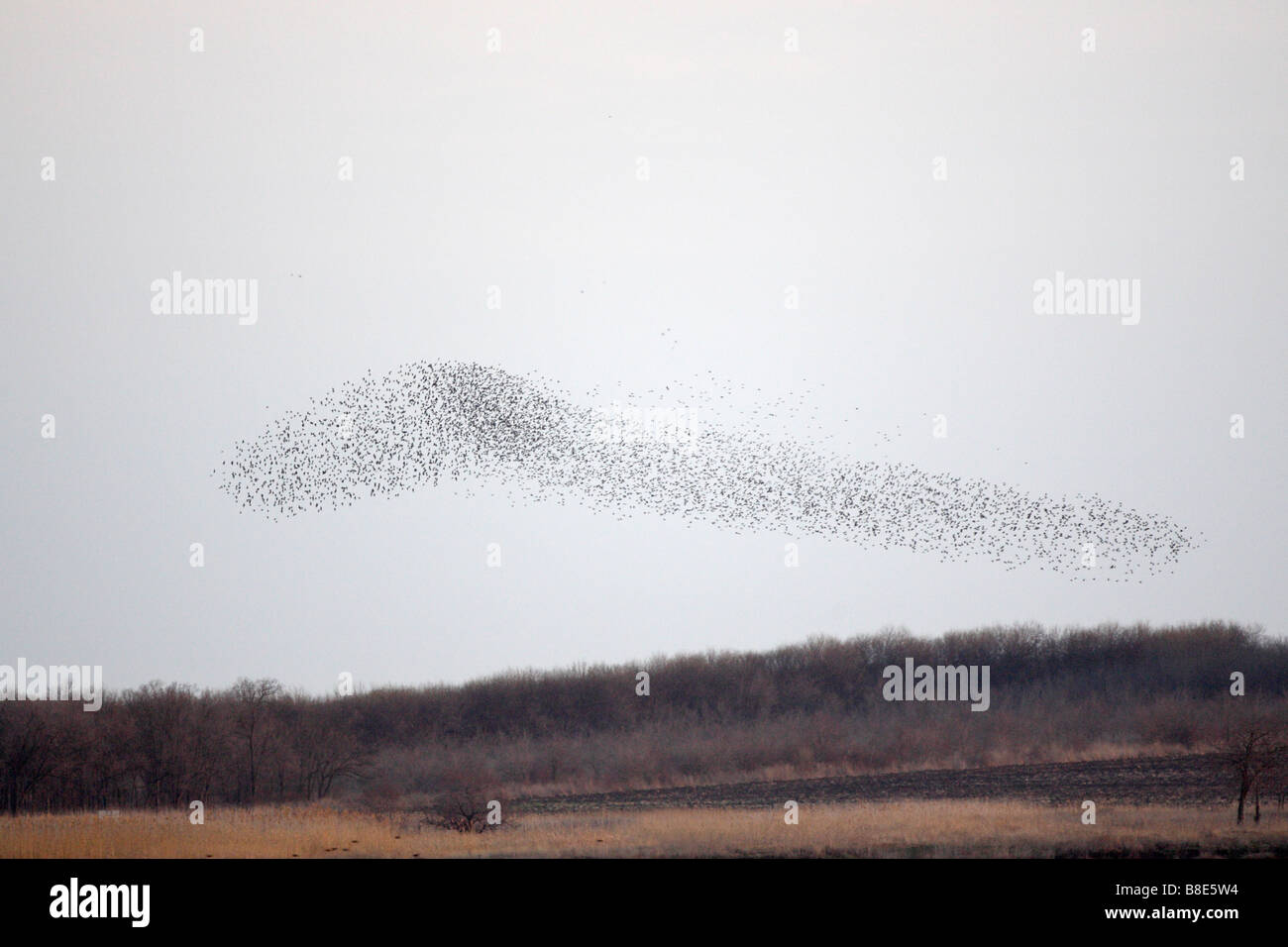 Sturnus vulgaris flock black starling hi-res stock photography and ...