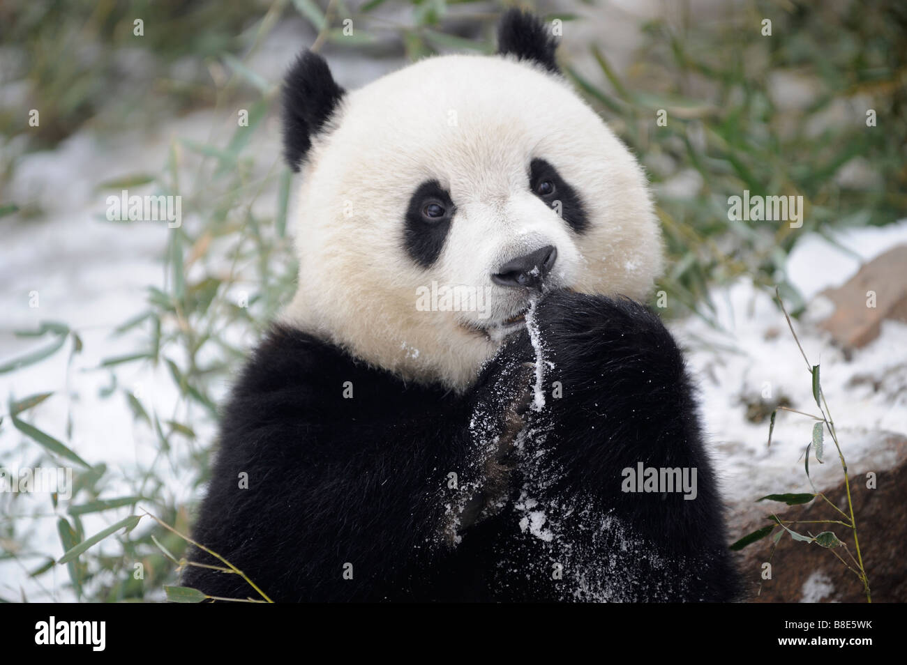 A giant panda at the Beijing Zoo. 19-Feb-2009 Stock Photo - Alamy