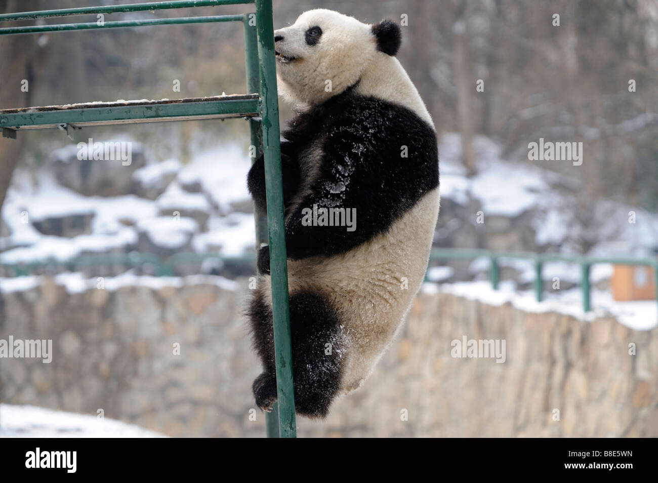 A giant panda at the Beijing Zoo. 19-Feb-2009 Stock Photo - Alamy