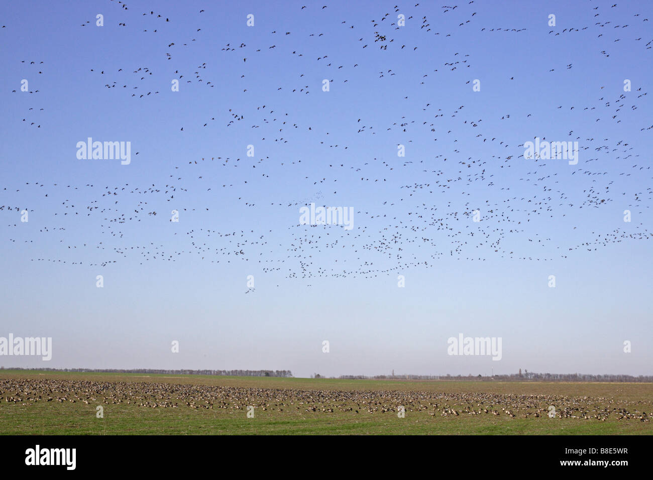 Flying goose geese hi-res stock photography and images - Alamy