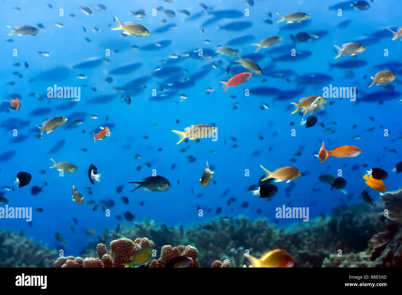 Underwater landscape with many small fishes and coral Borneo island ...