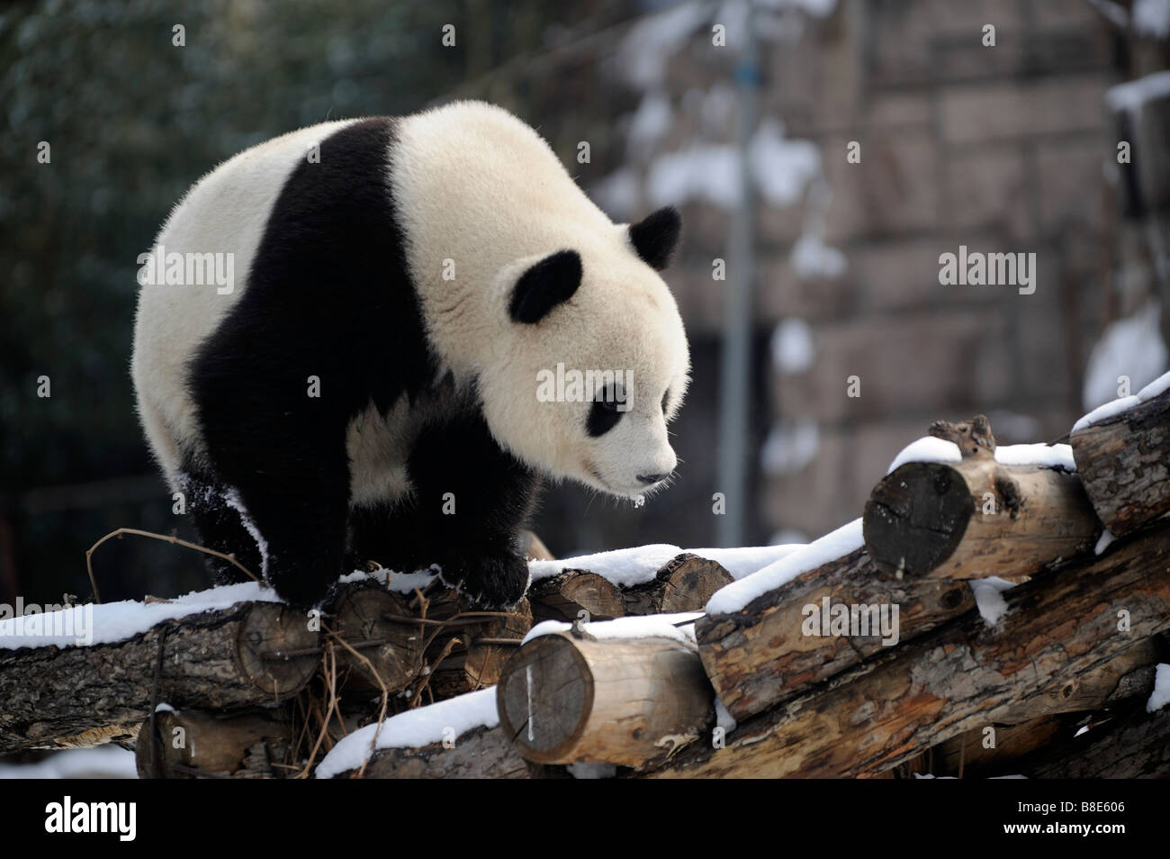 A giant panda at the Beijing Zoo. 19-Feb-2009 Stock Photo - Alamy