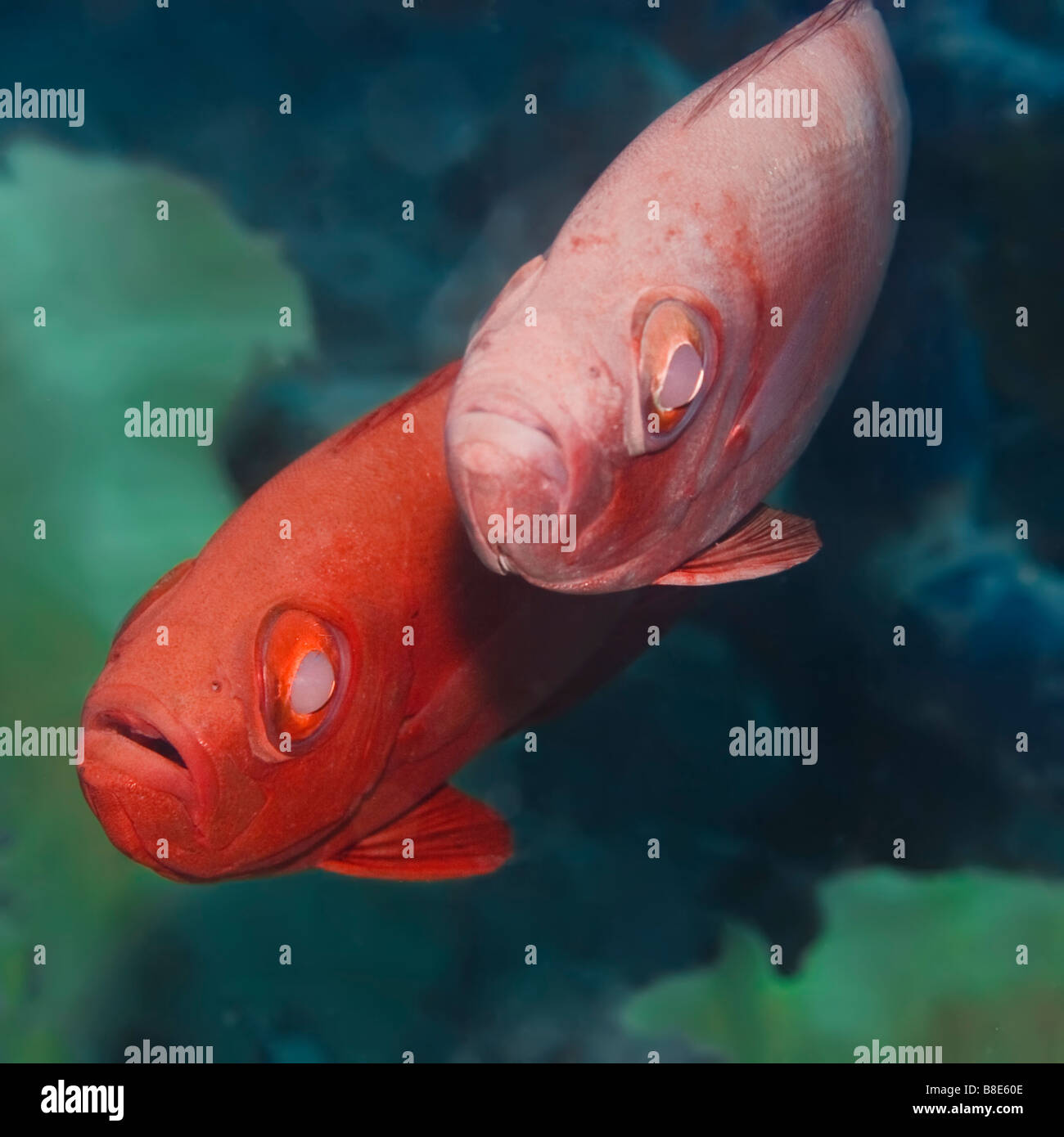 Couple of tropical fishes Short Bigeye Pristigenys alta Sipadan Celebes ...