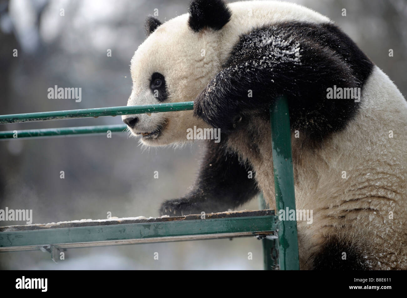 A giant panda at the Beijing Zoo. 19-Feb-2009 Stock Photo - Alamy