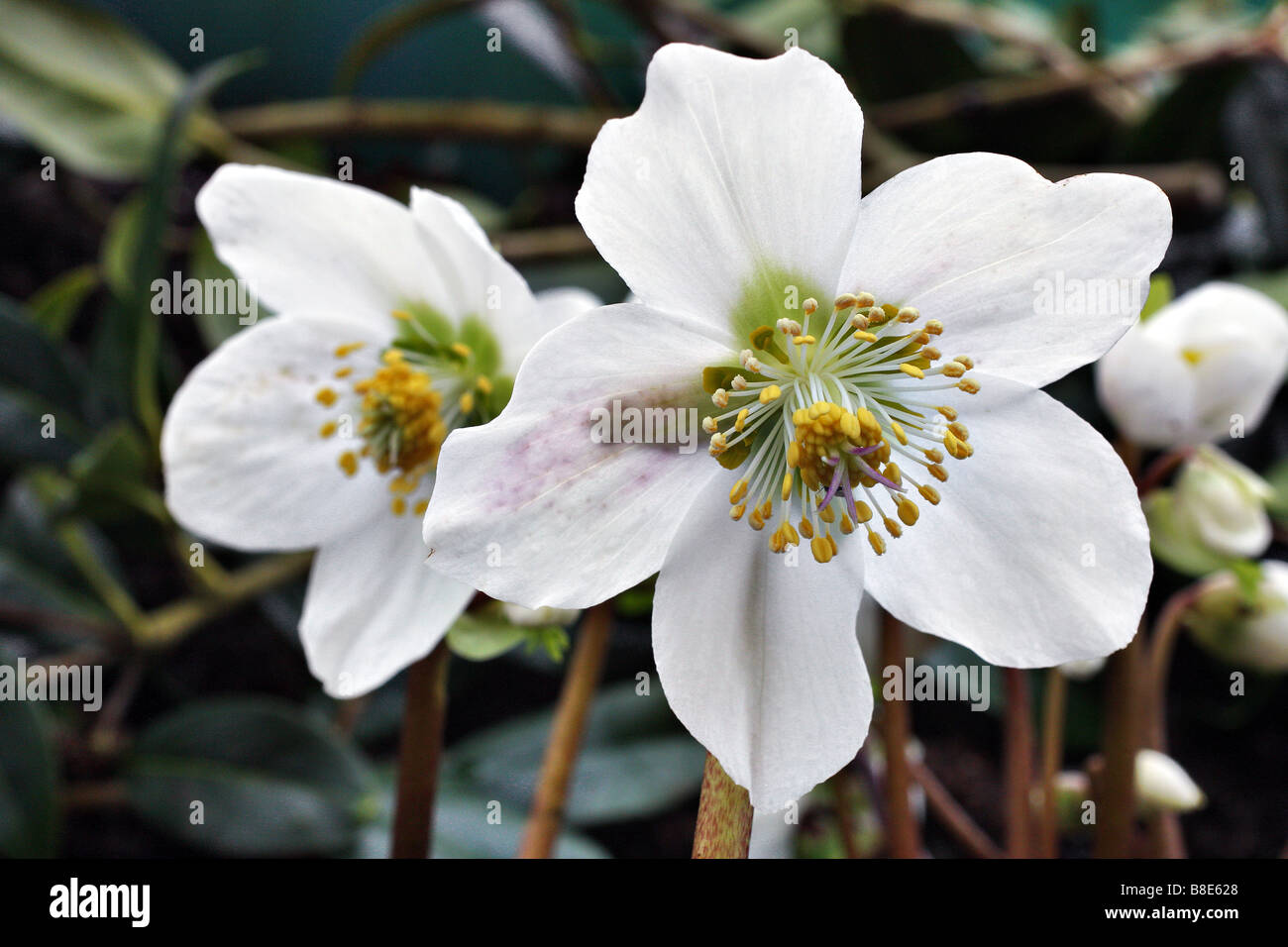 Helleborus Niger High Resolution Stock Photography and Images - Alamy