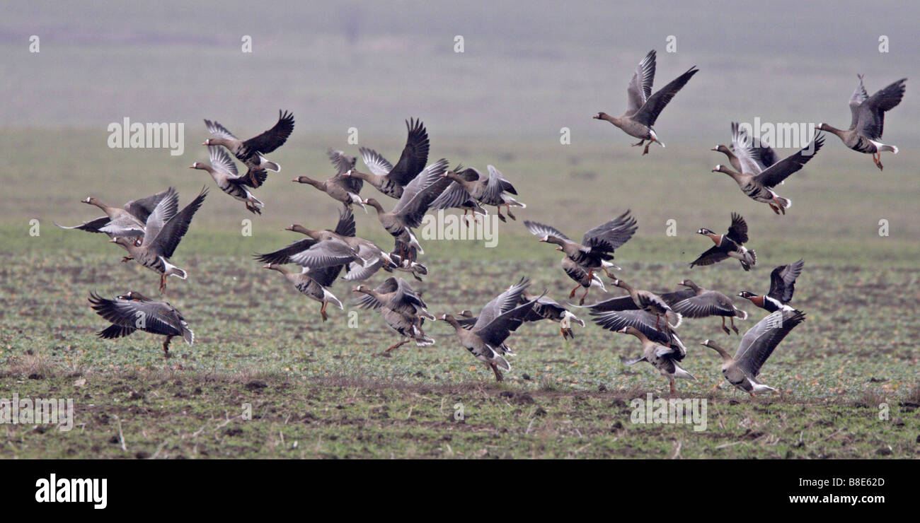 White Fronted Geese coming into land Stock Photo - Alamy