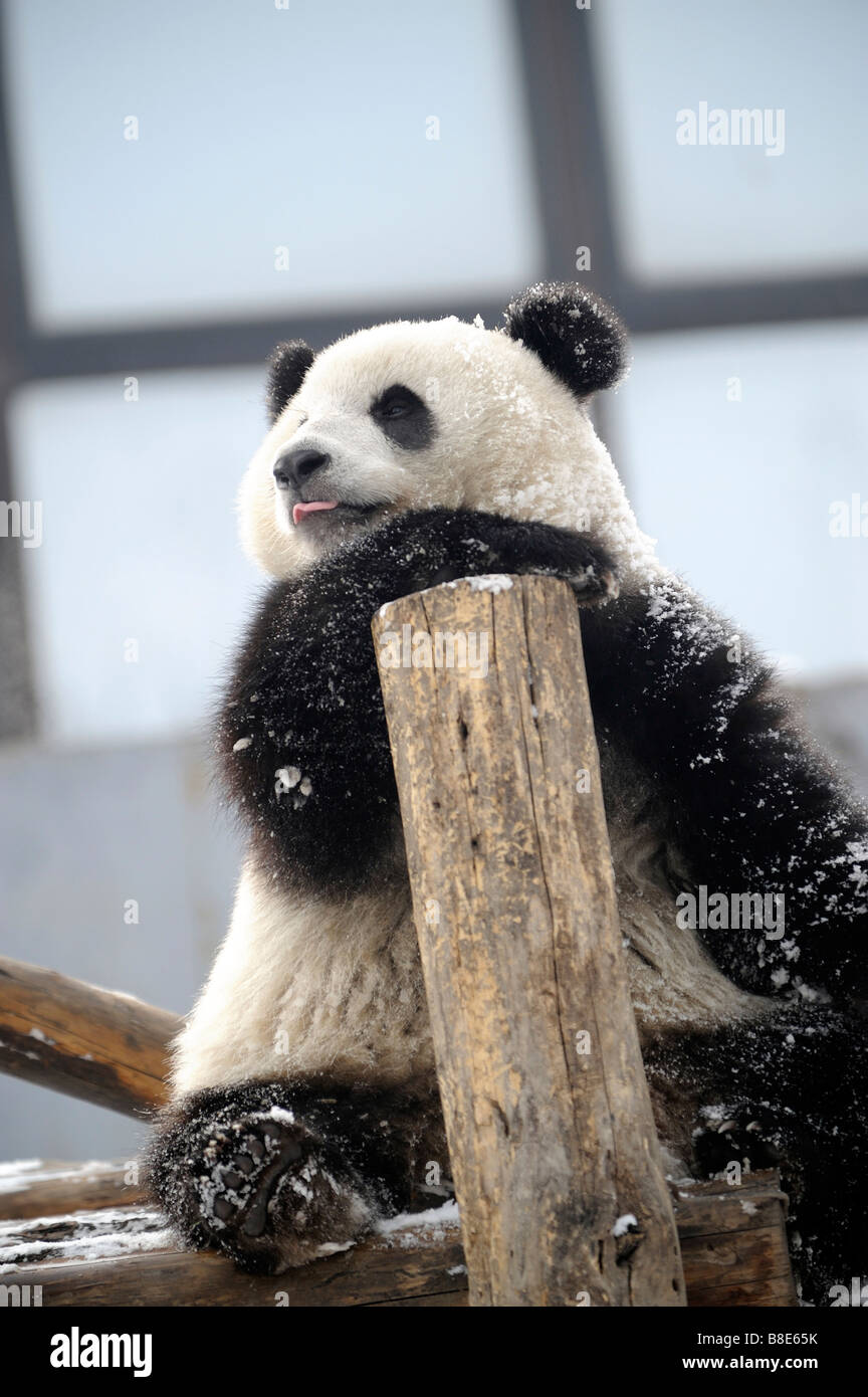 A giant panda at the Beijing Zoo. 19-Feb-2009 Stock Photo - Alamy
