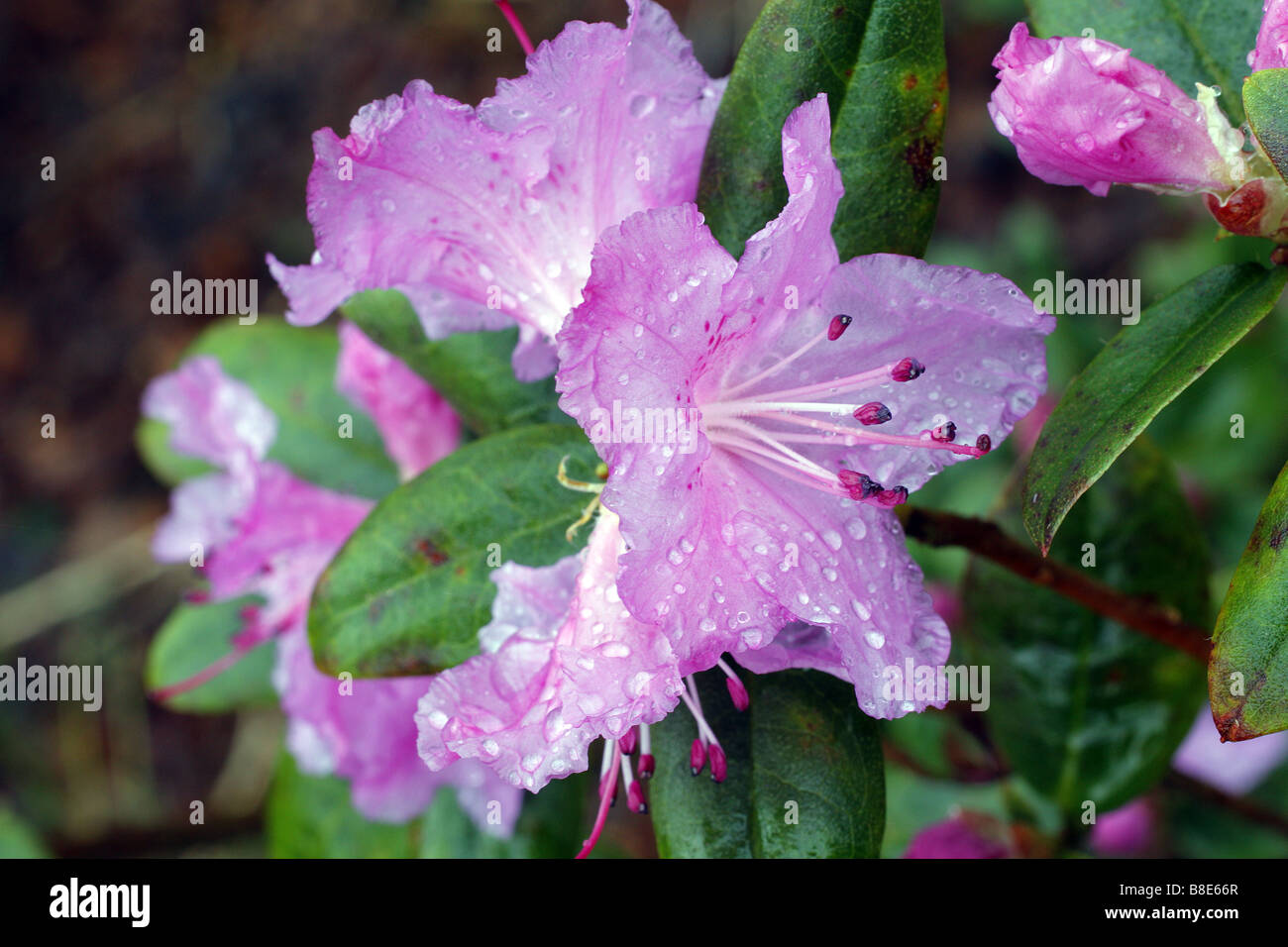 Rhododendron praecox hi-res stock photography and images - Alamy