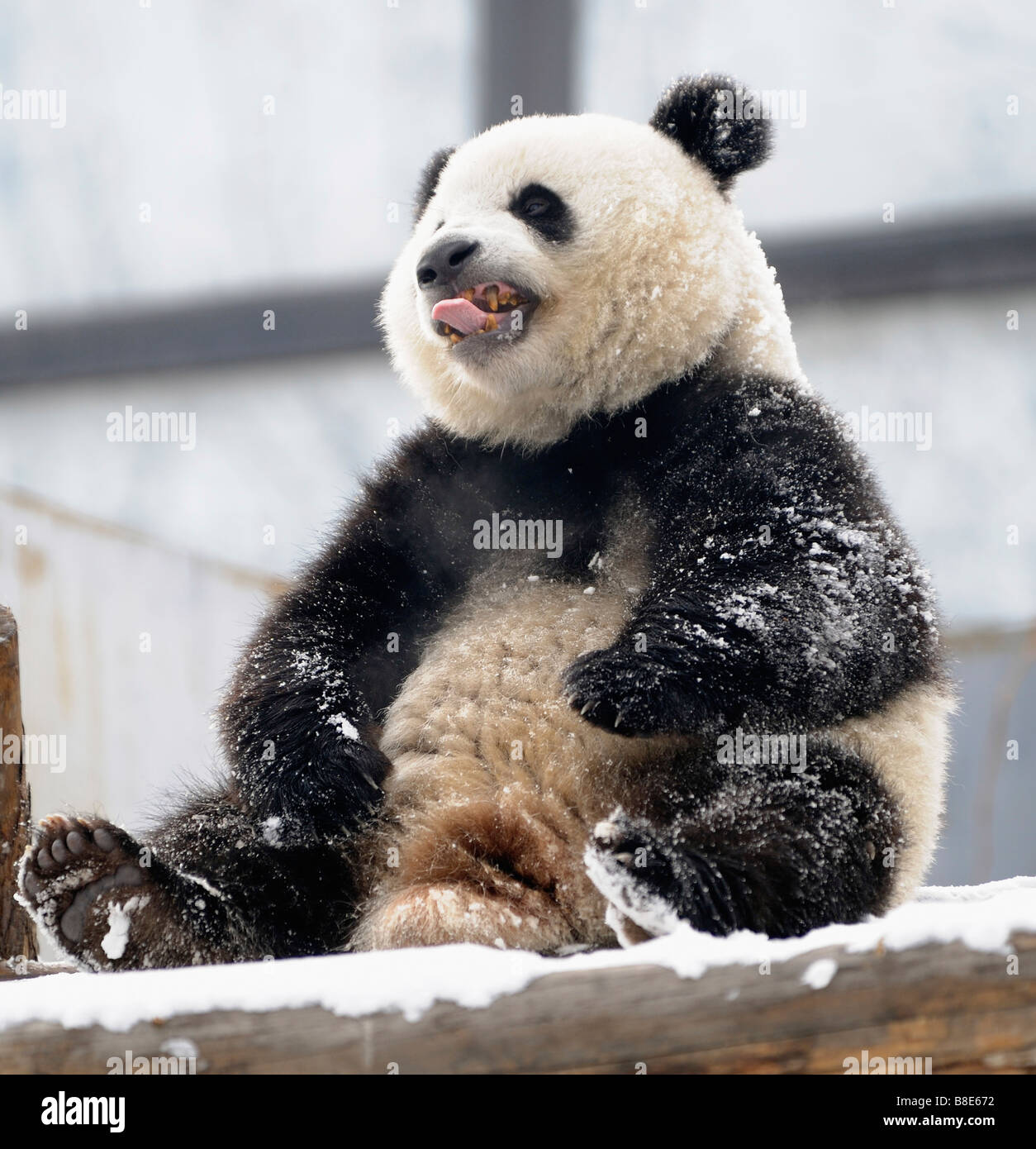 A giant panda at the Beijing Zoo. 19-Feb-2009 Stock Photo - Alamy