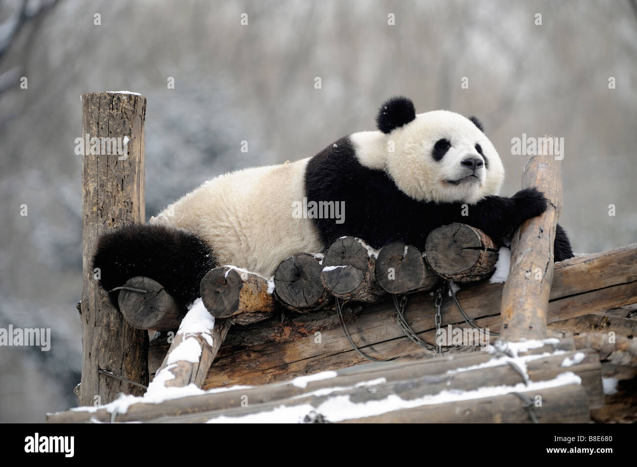A giant panda at the Beijing Zoo. 19-Feb-2009 Stock Photo - Alamy