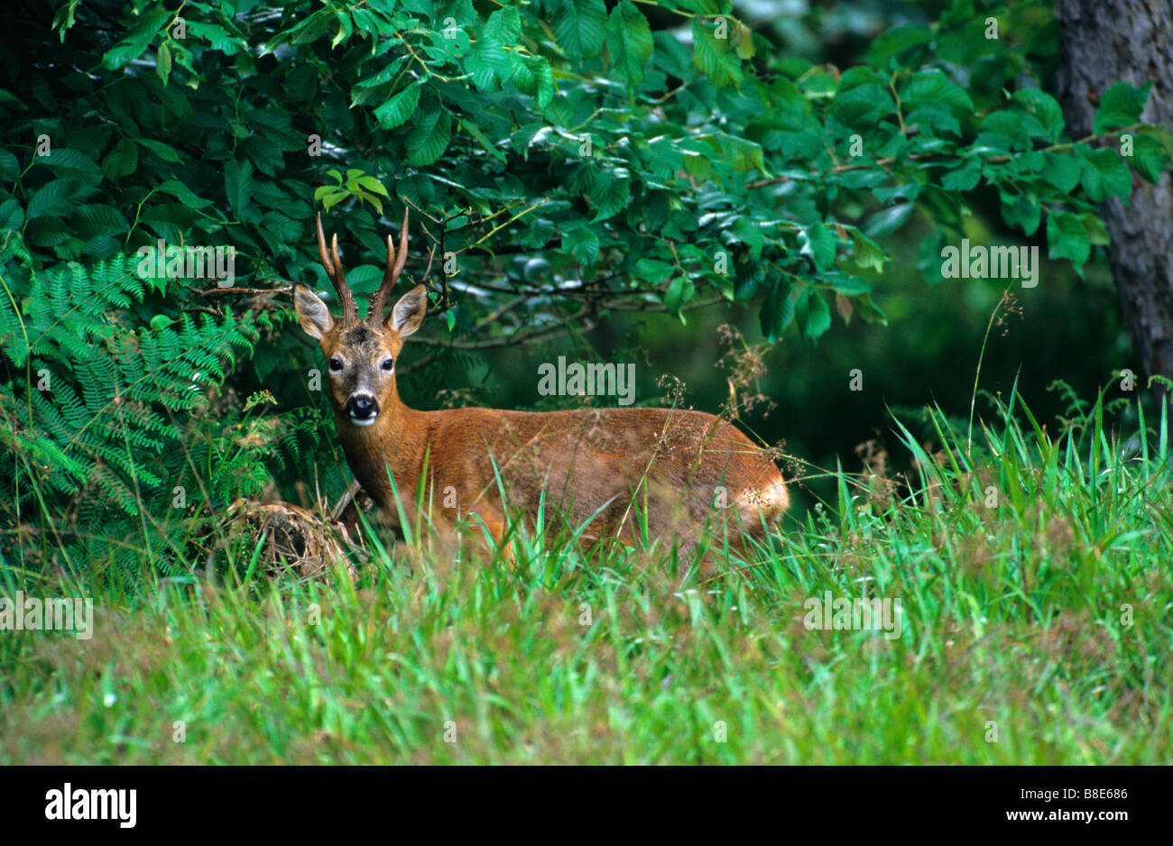 Roe deer buck Capreolus capreolus standing on woodland edge Caithness ...