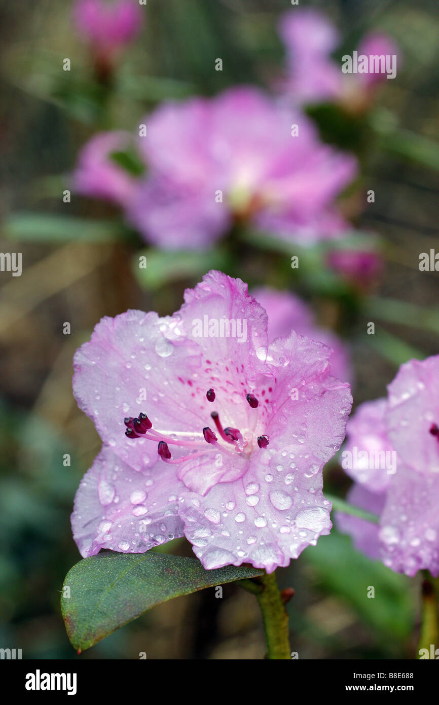 Rhododendron praecox hi-res stock photography and images - Alamy