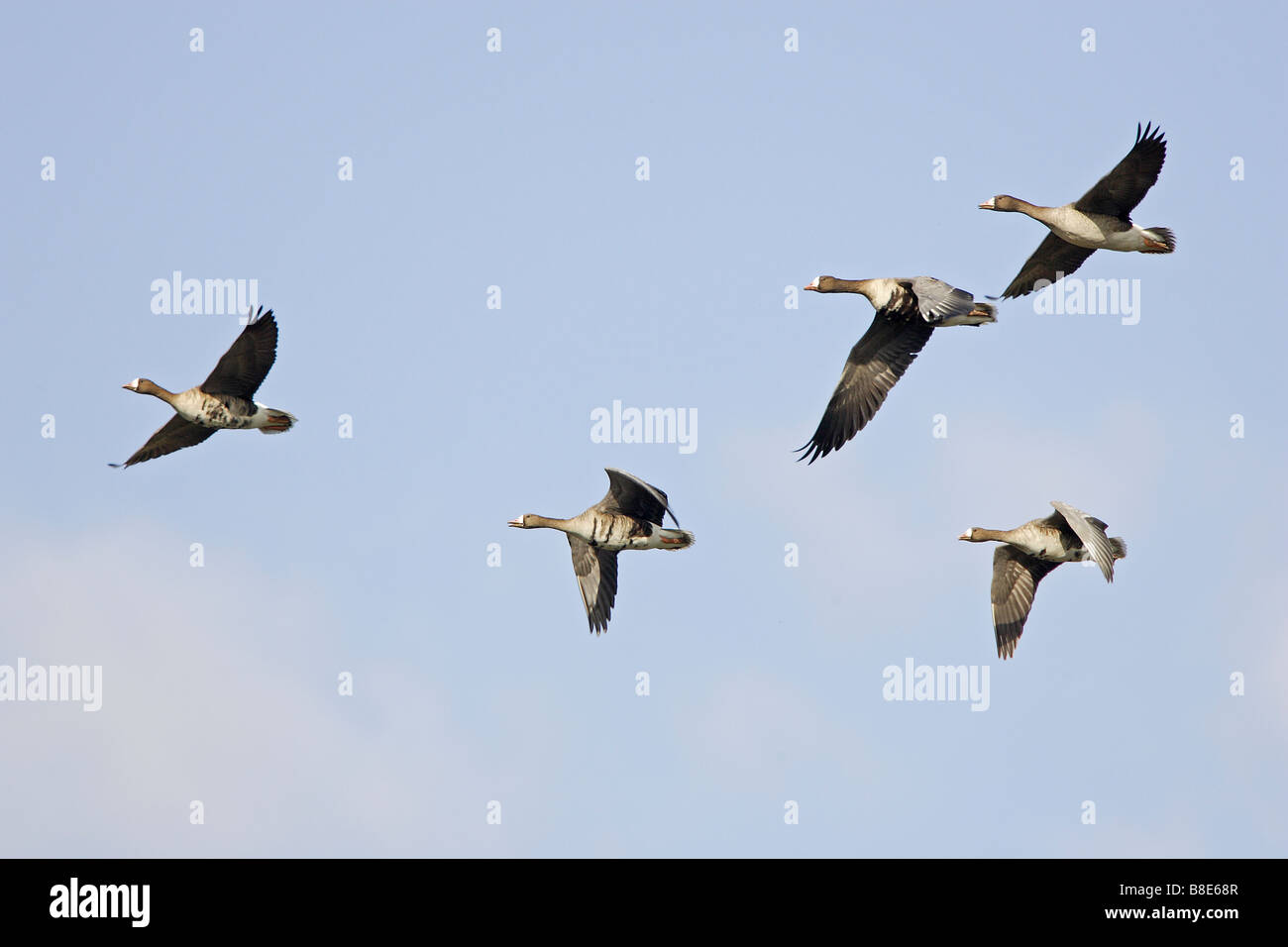 Flock of White Fronted Geese in flight Stock Photo - Alamy