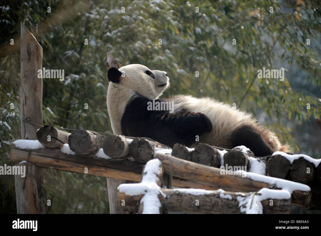 A giant panda at the Beijing Zoo. 19-Feb-2009 Stock Photo - Alamy