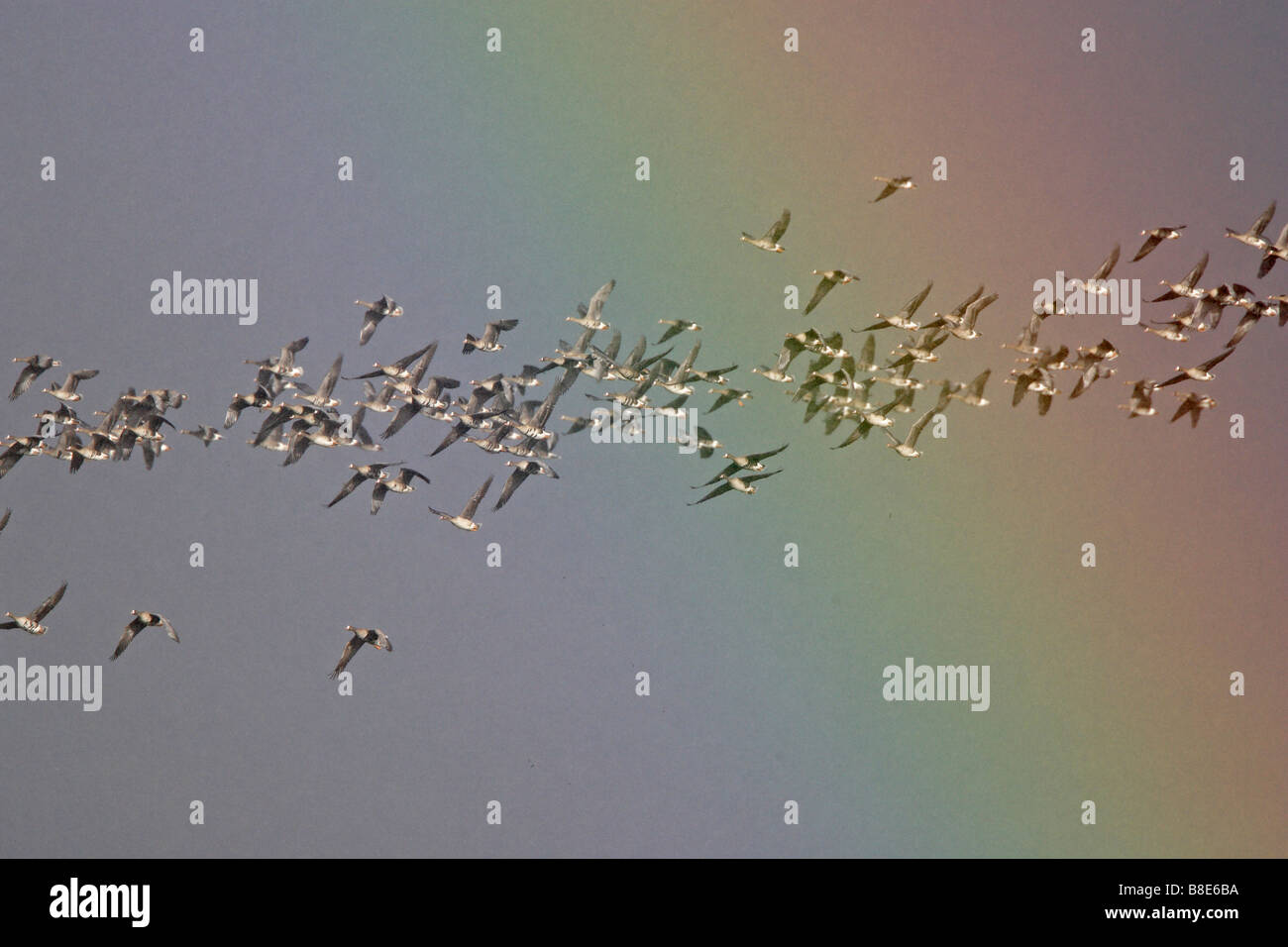 Flying in front of a hi-res stock photography and images - Alamy