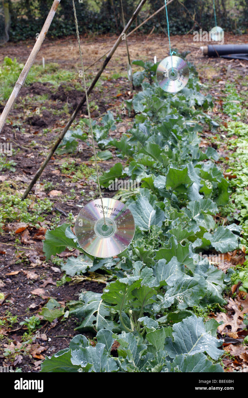 Bird Scarers High Resolution Stock Photography and Images - Alamy