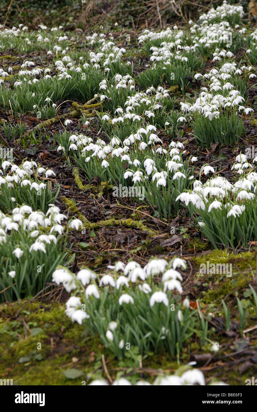 Galanthus flore pleno hi-res stock photography and images - Alamy