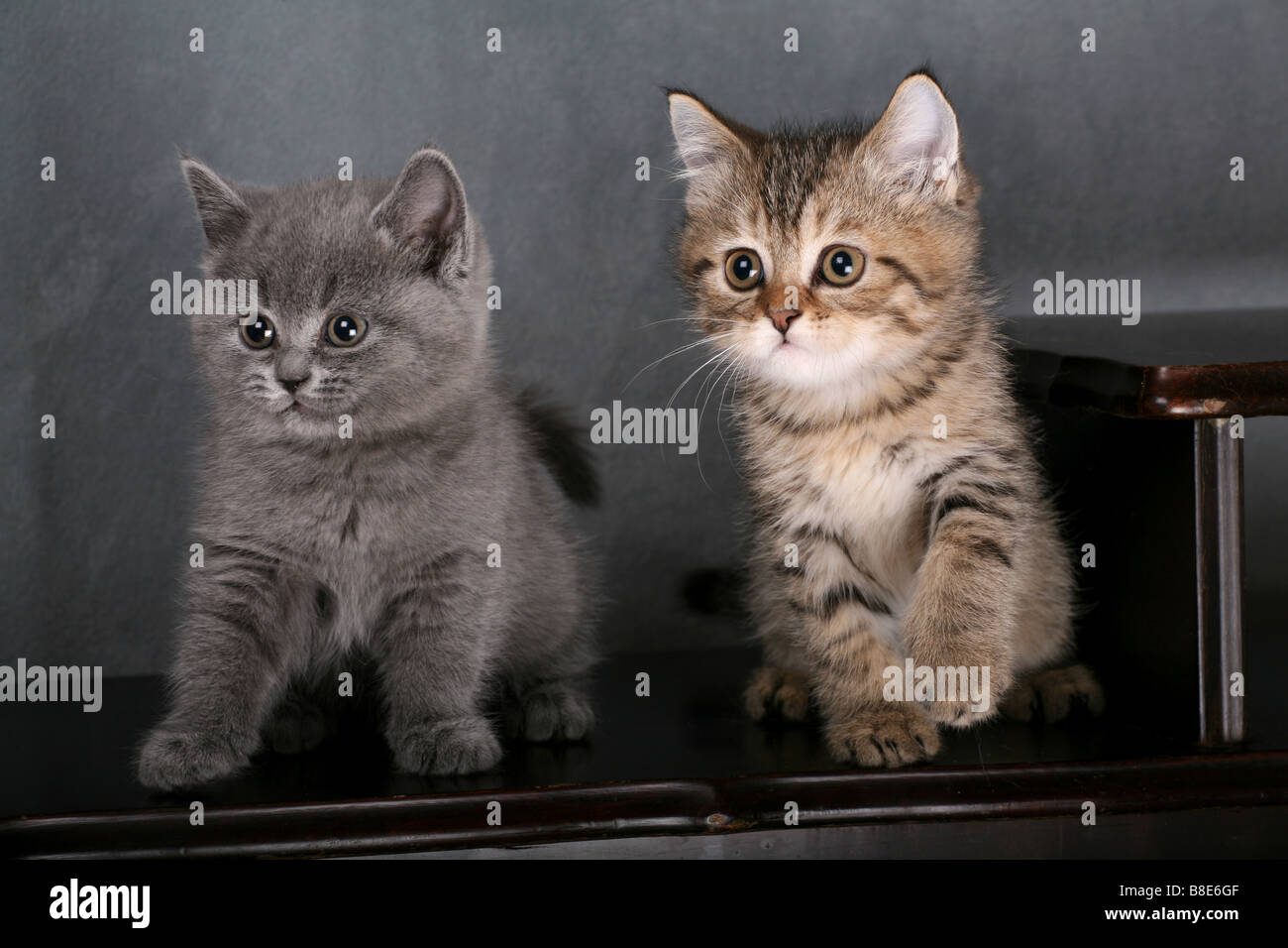 Two British Shorthair kittens Stock Photo - Alamy