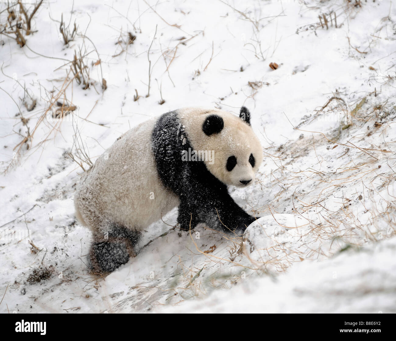 A giant panda at the Beijing Zoo. 19-Feb-2009 Stock Photo - Alamy