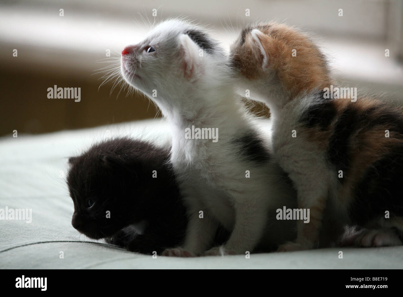 Three kittens hi-res stock photography and images - Alamy