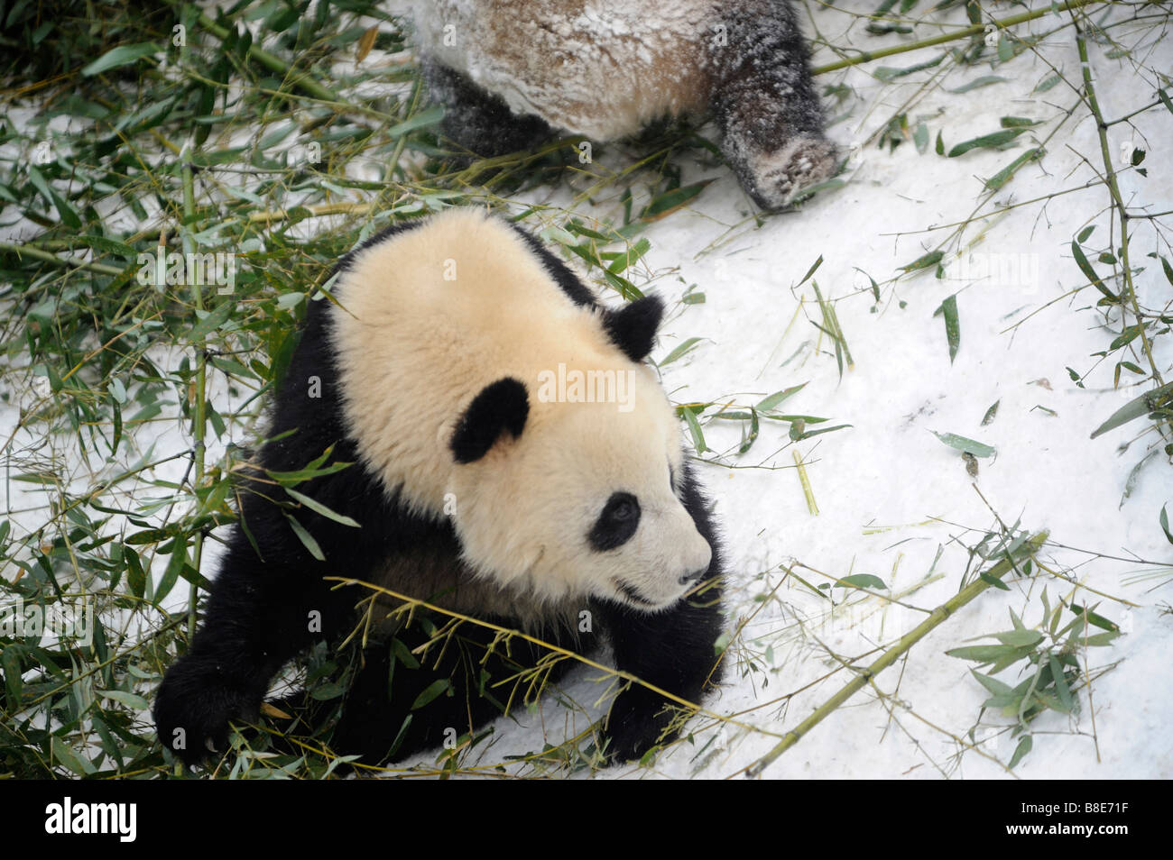 A giant panda at the Beijing Zoo. 19-Feb-2009 Stock Photo - Alamy