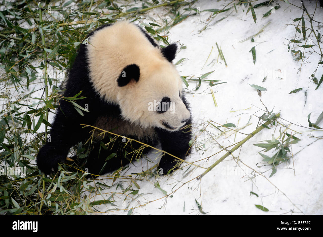 A giant panda at the Beijing Zoo. 19-Feb-2009 Stock Photo - Alamy