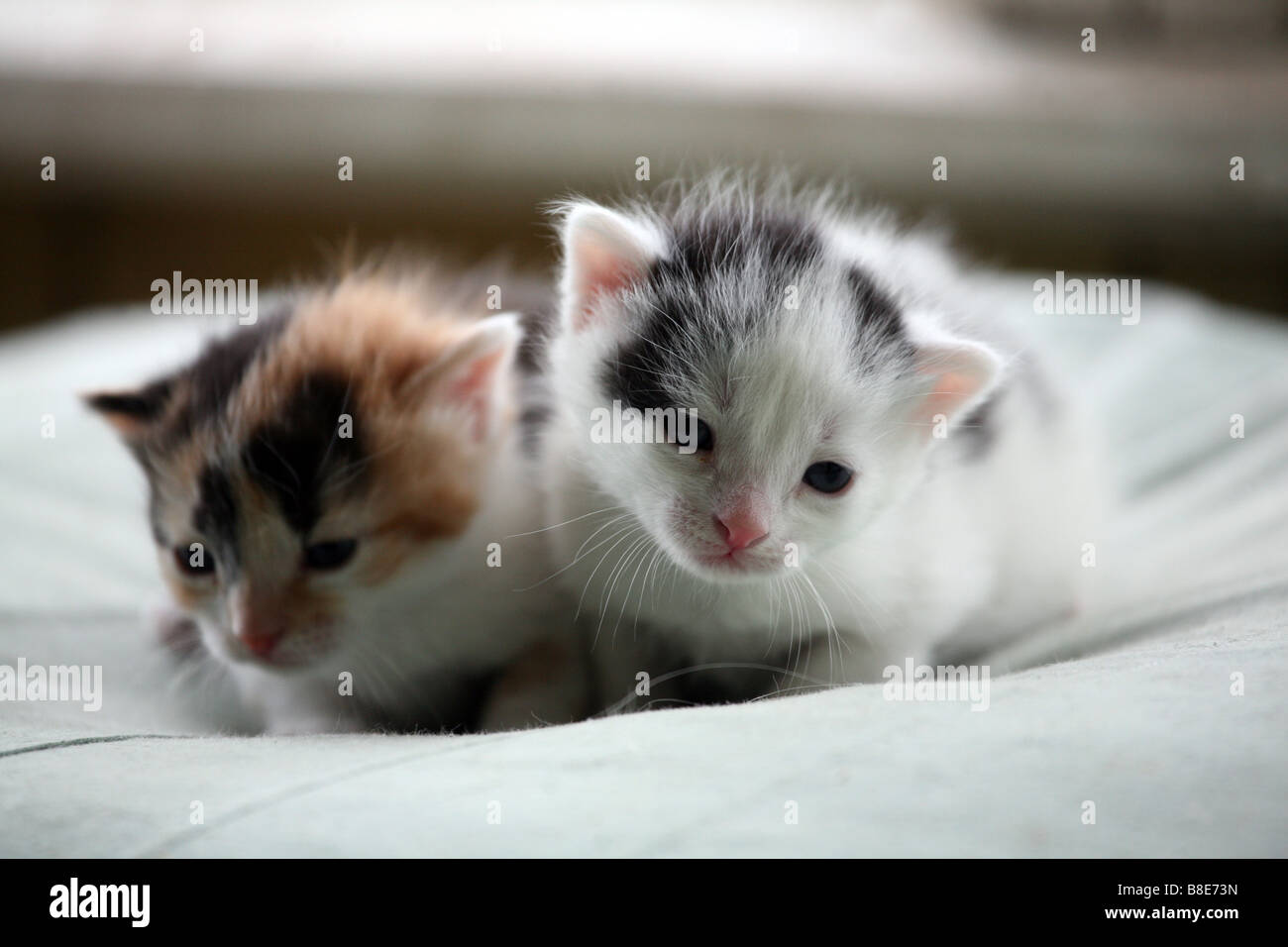 Two kittens sit hi-res stock photography and images - Alamy
